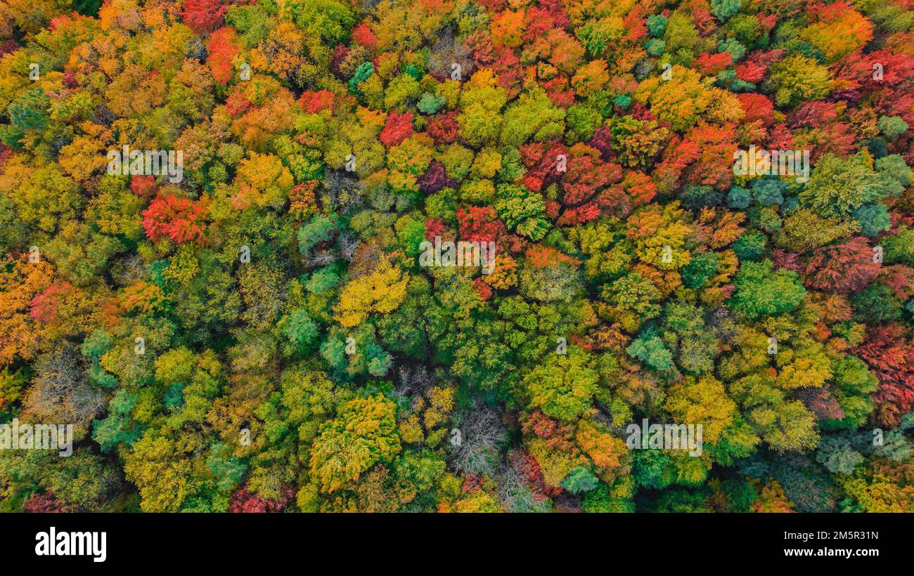 A breathtaking top-view autumn scenery of a colorful forest on a sunny ...