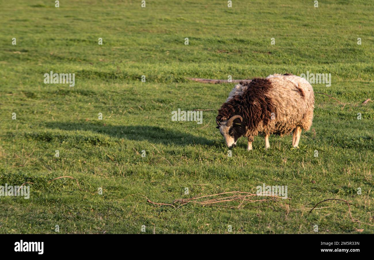 Mouton rural hi-res stock photography and images - Alamy