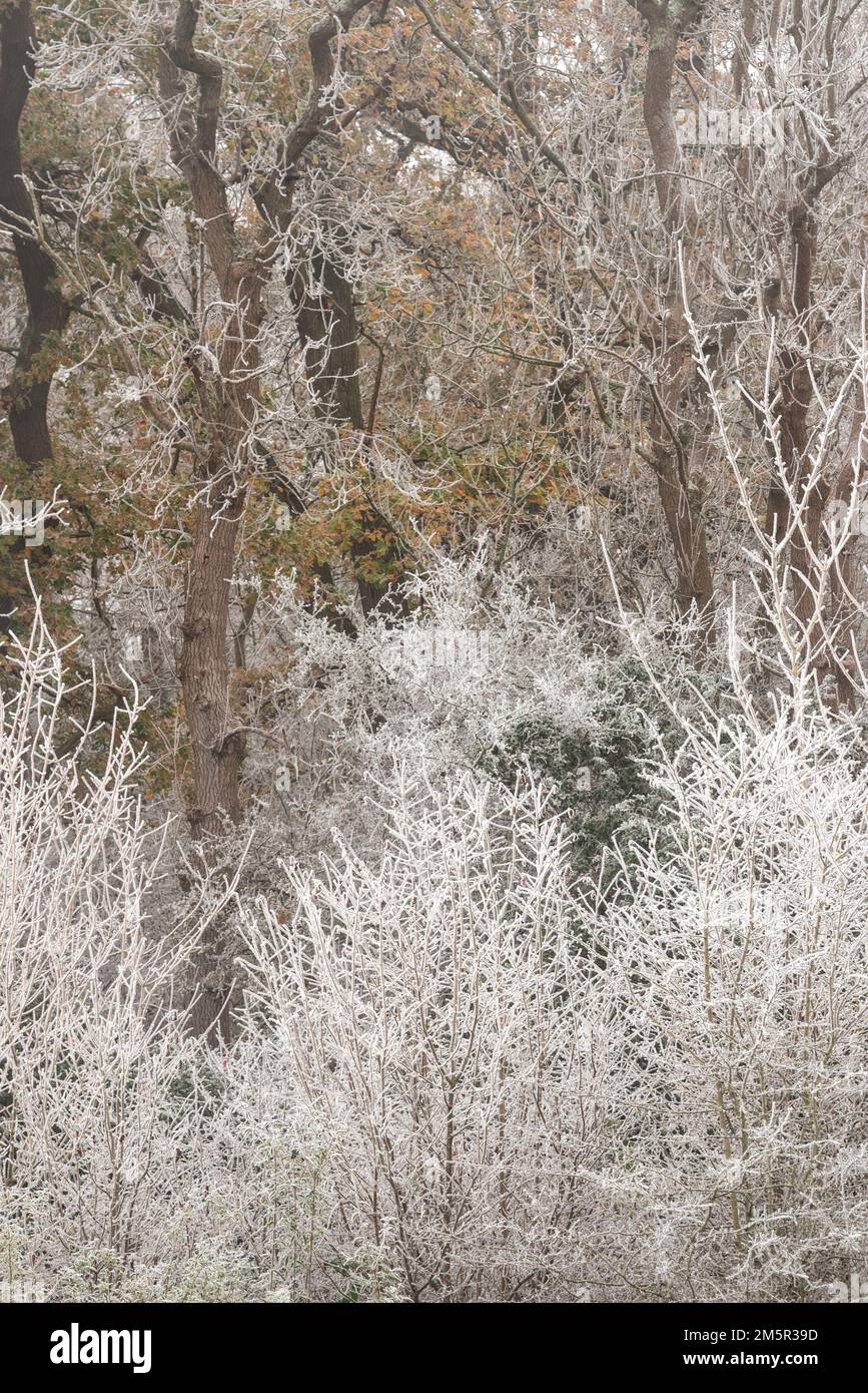 Beautiful Wintry landscape image of forest in English countryside ...