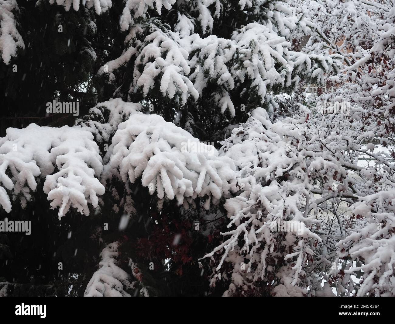 scene with trees under heavy snow in winter time Stock Photo - Alamy