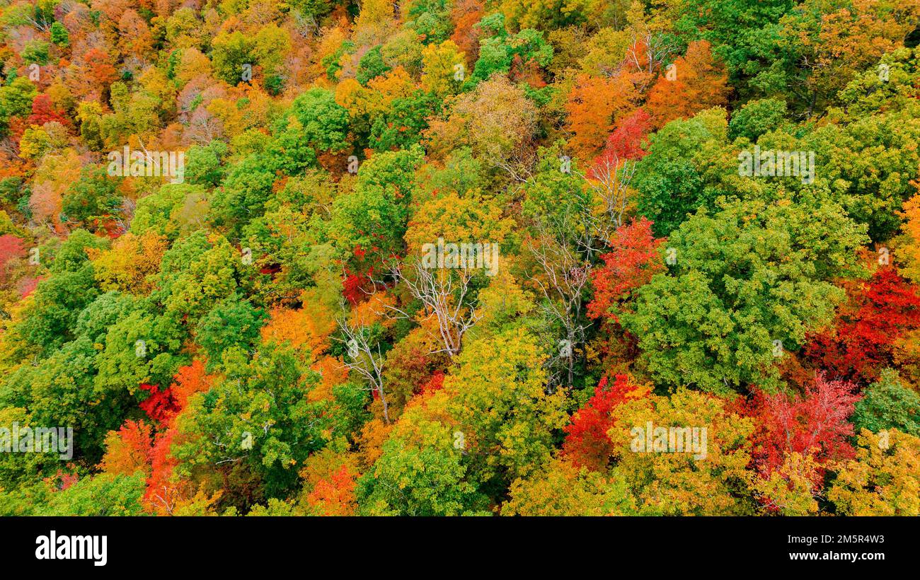 An aerial of the autumn foliage a dense forest in fall colors Stock ...