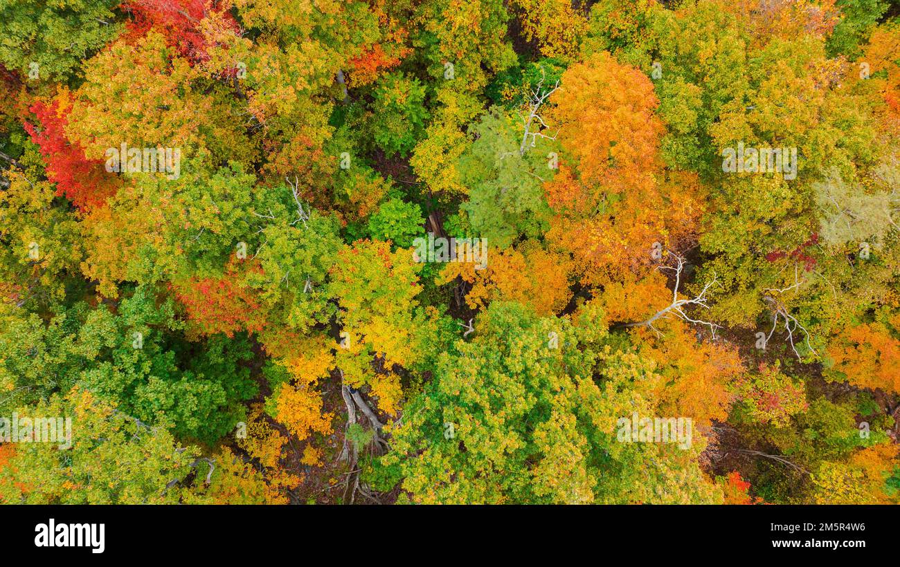 An aerial of the autumn foliage a dense forest in fall colors Stock ...