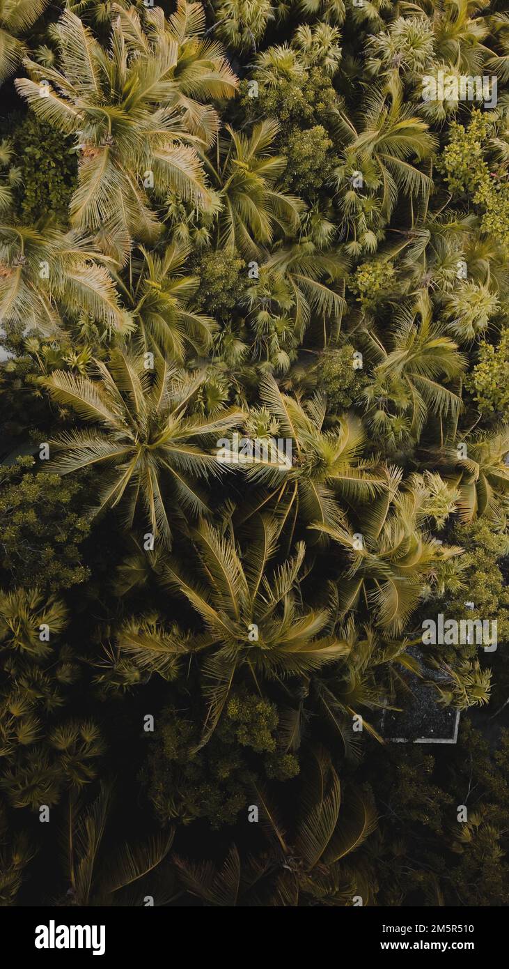 Aerial drone view palm trees hi-res stock photography and images - Alamy