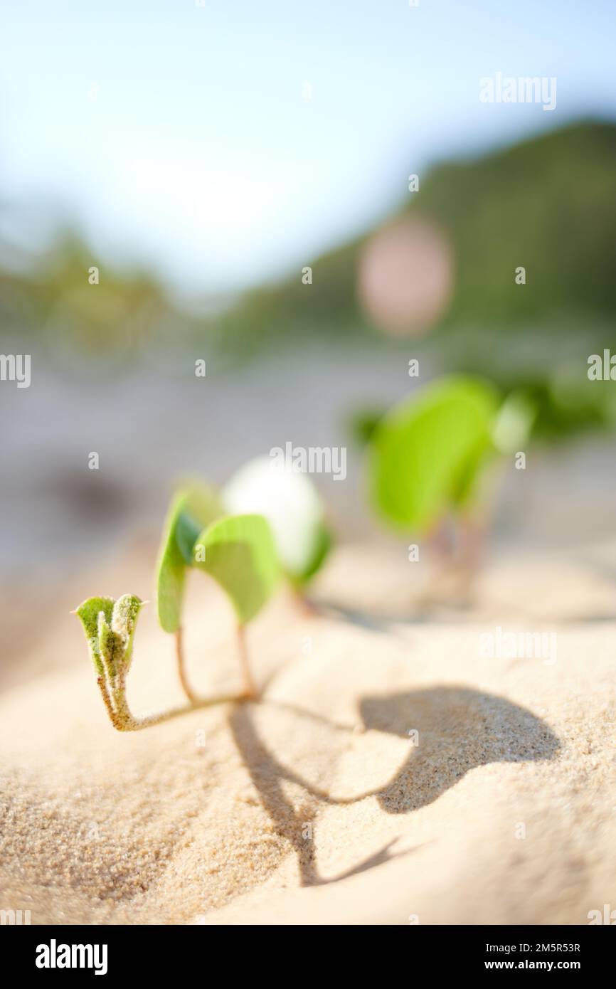 A close-up of a green leaf in the sand Stock Photo - Alamy