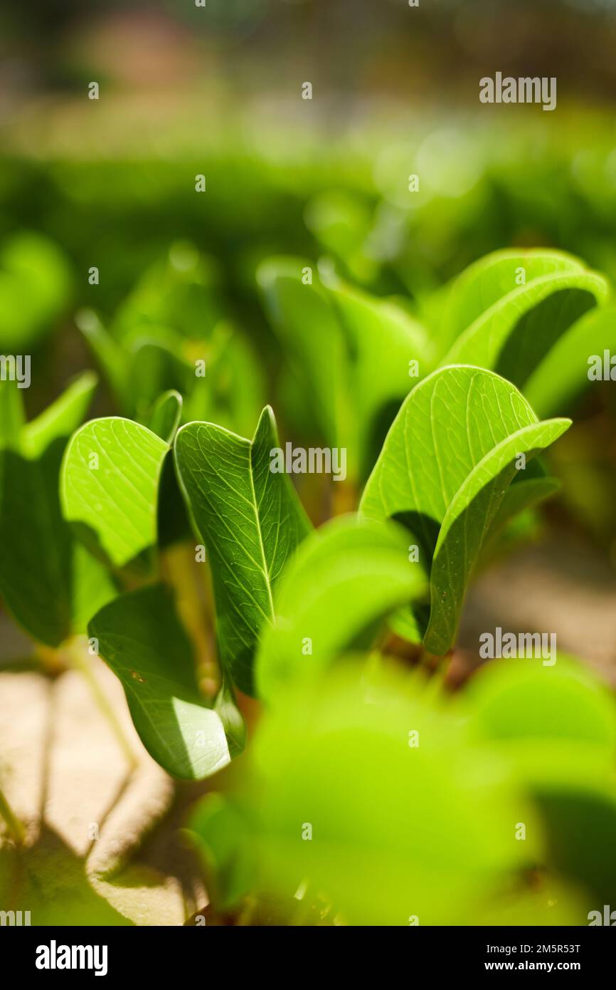 A close-up of a green leaf in the sand Stock Photo - Alamy