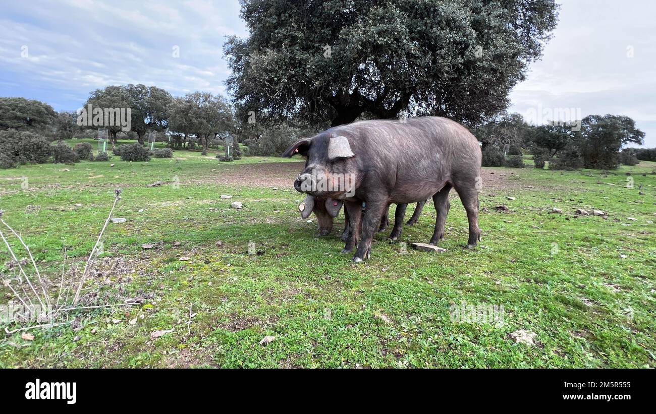 The Iberian pig is a predominant pig breed in the Iberian Peninsula ...