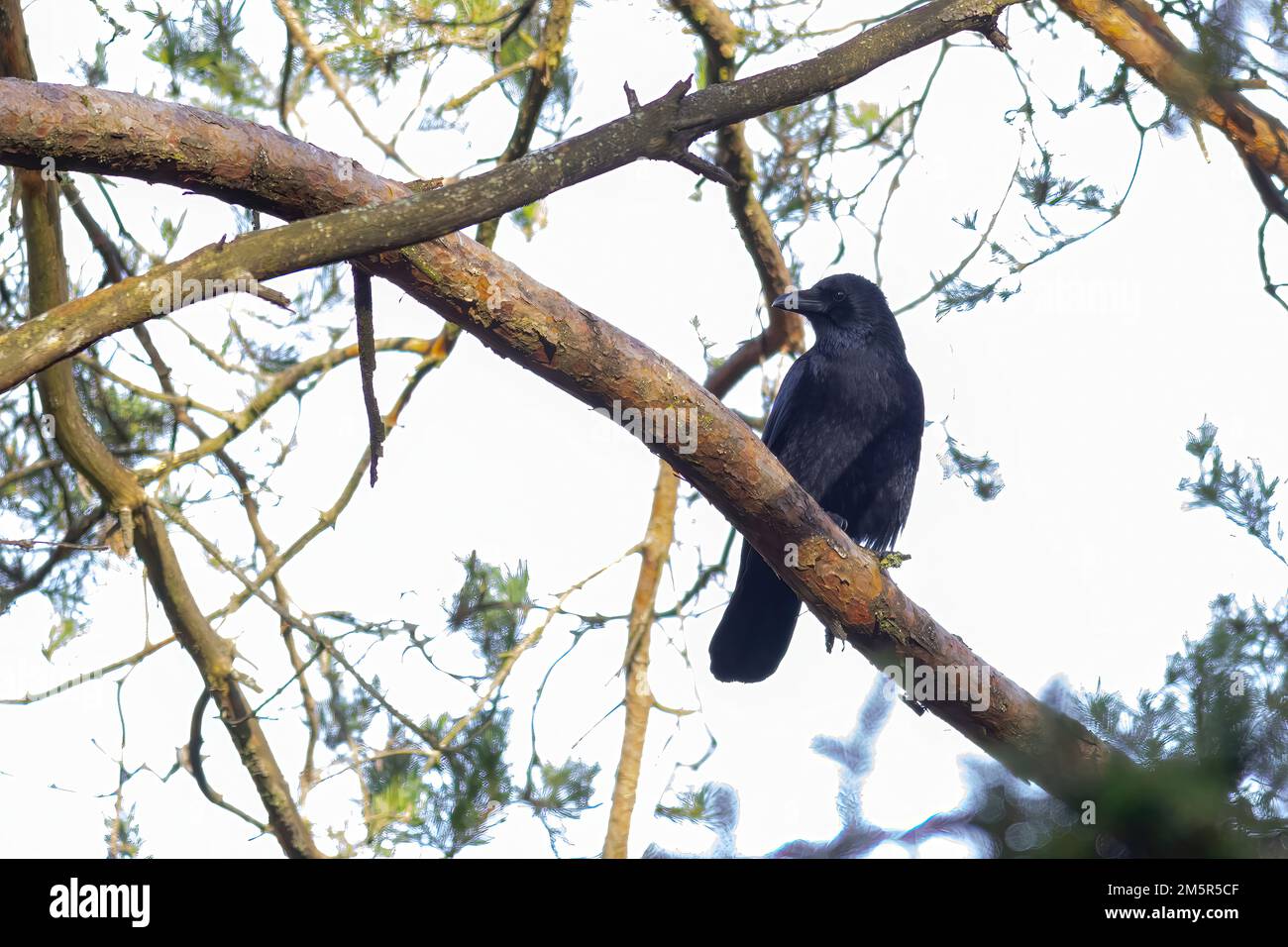 Raven nature hi-res stock photography and images - Alamy