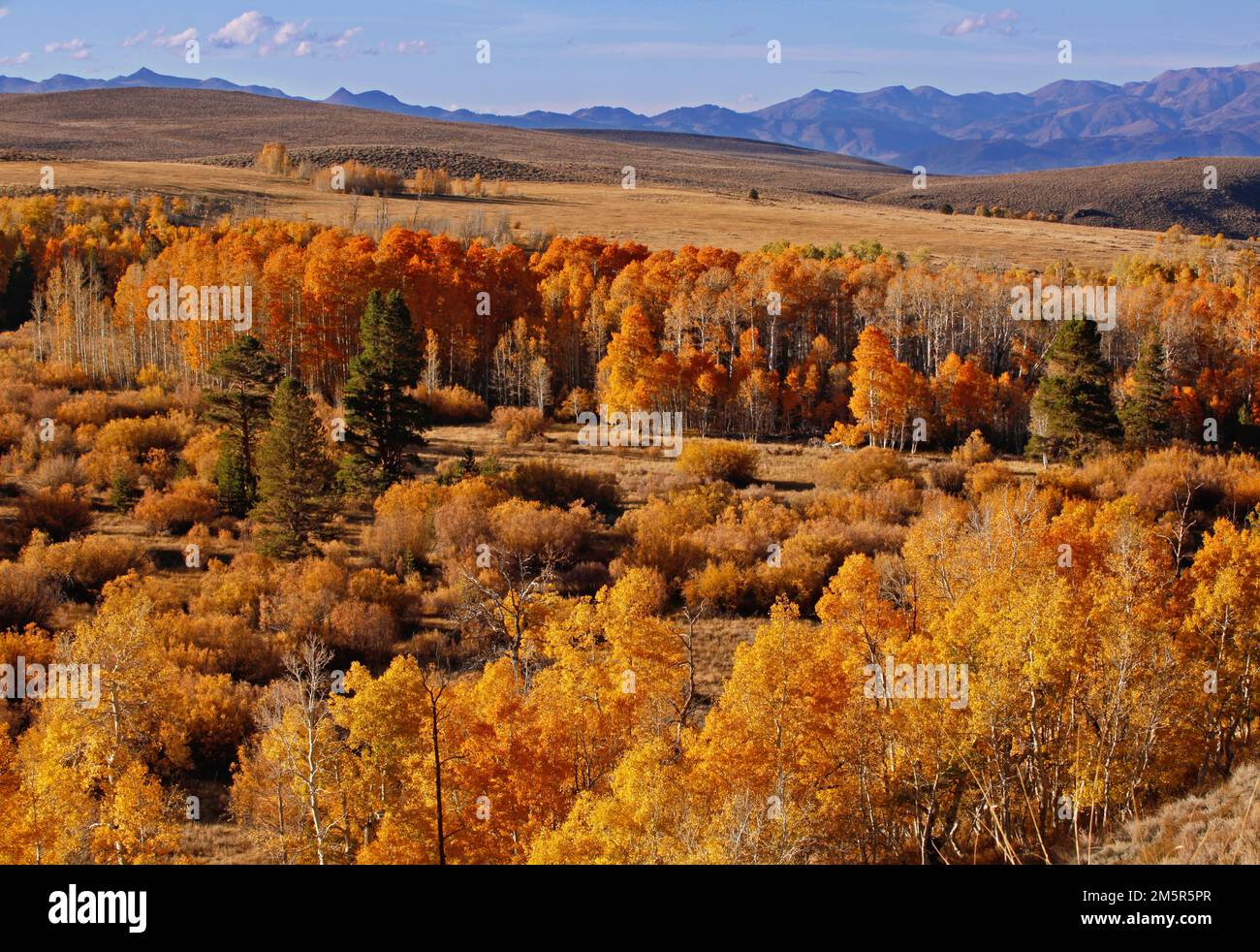 A scenic autumn landscape in Conway Summit, Eastern Sierra, California ...