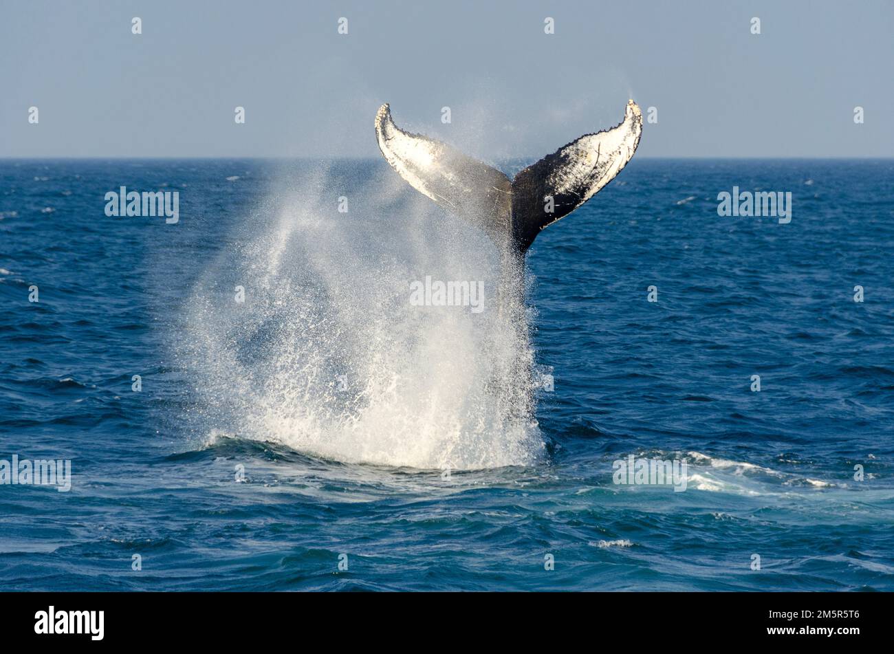 Humpback Whale.Tail Breech. Stellwagen Bank. Provincetown ...