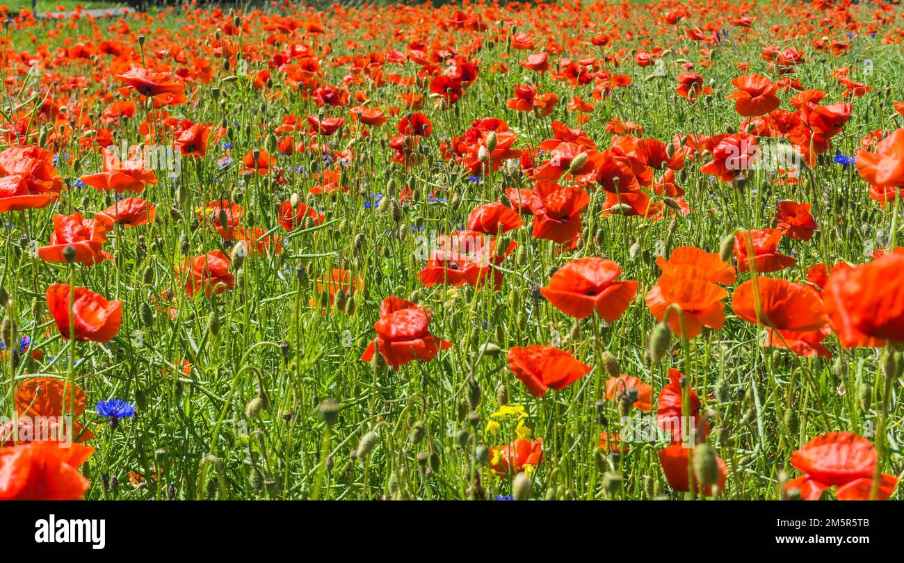 Poppy plants hi-res stock photography and images - Alamy