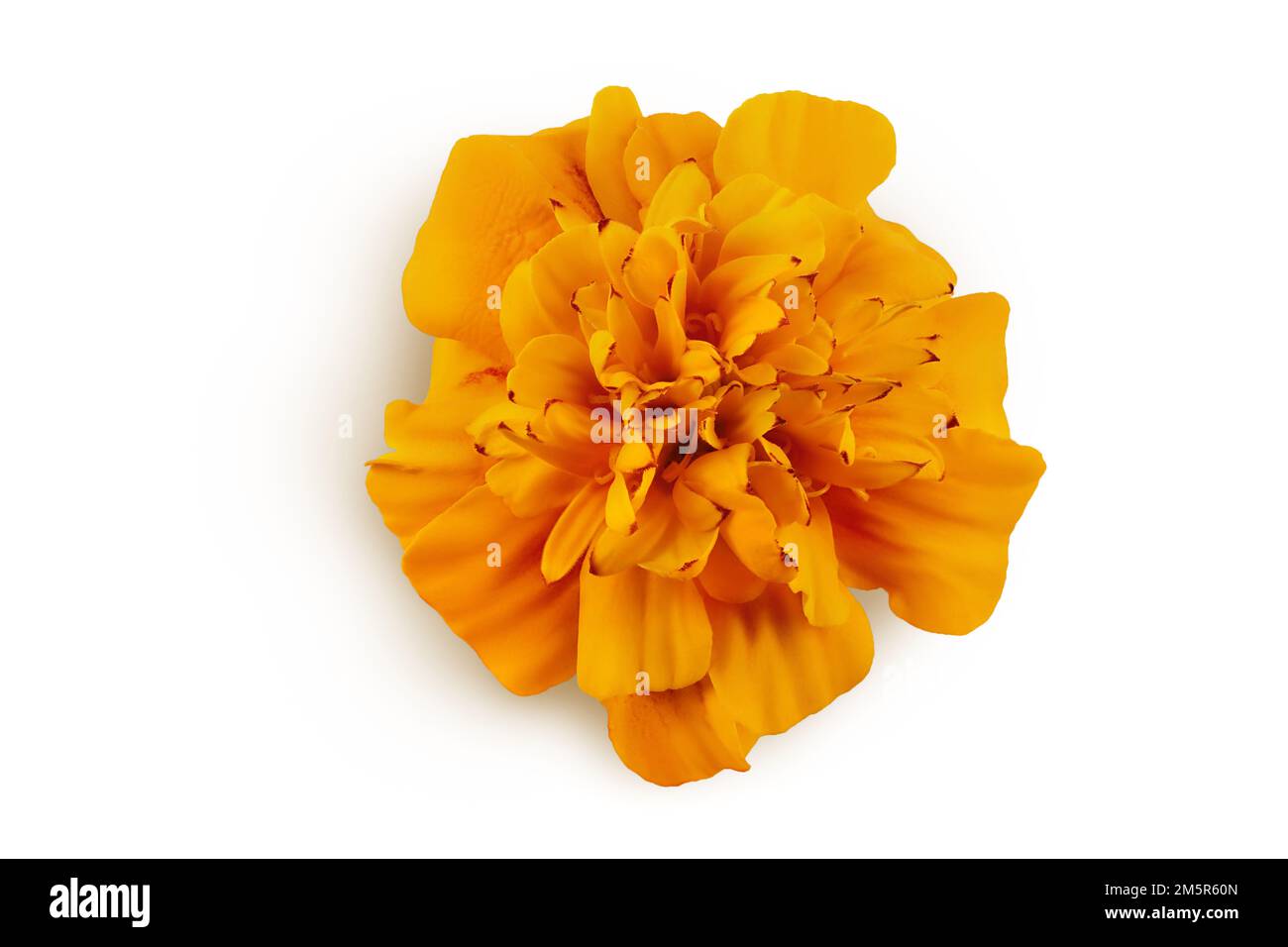 fresh marigold or tagetes erecta flower isolated on white background ...