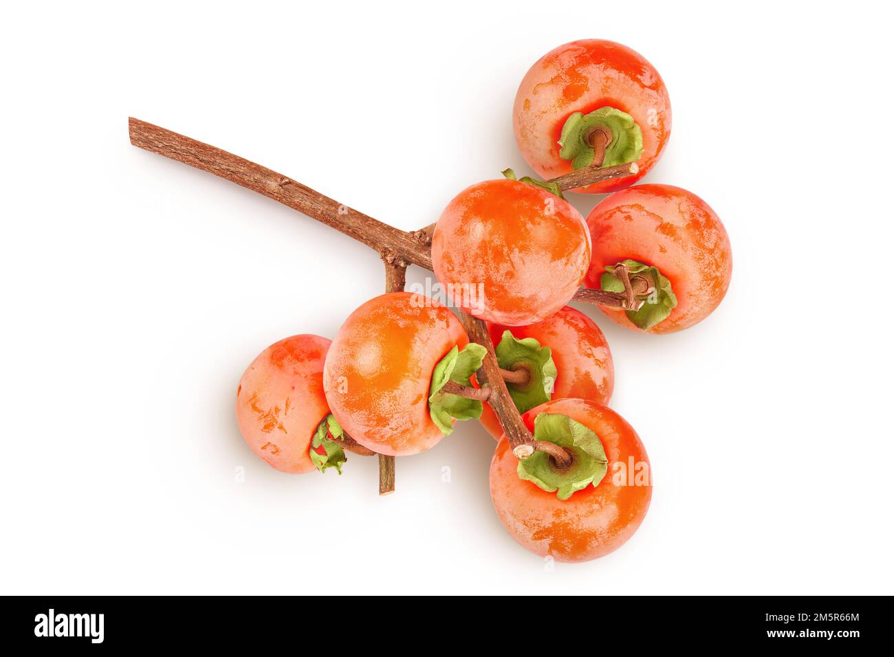 Persimmon fruit on the branch isolated on white background with full ...