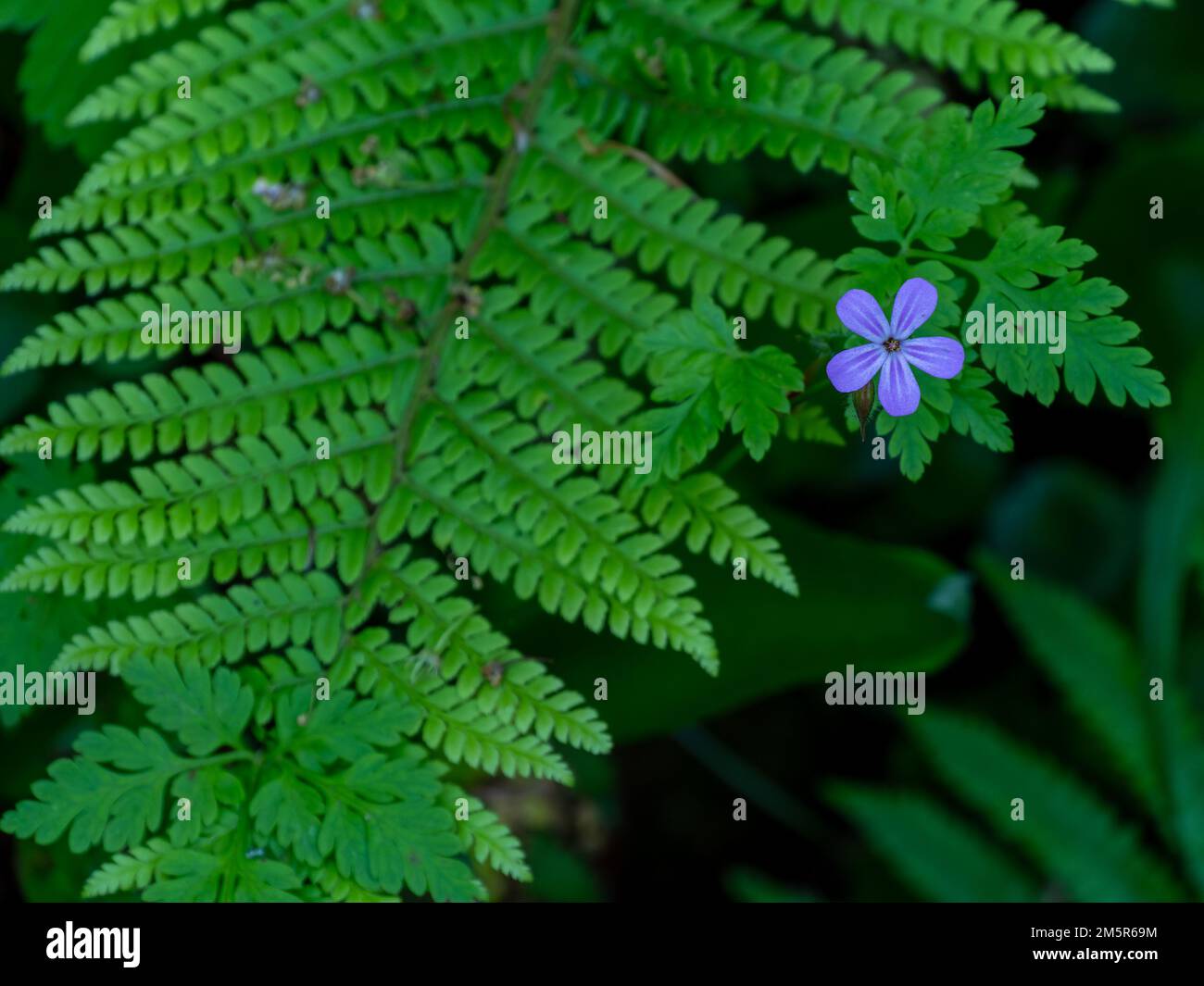 Purple Plant With Fern