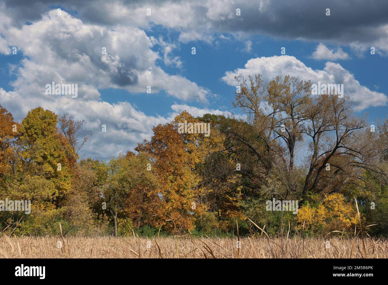 An autumn landscape of cattails lined by trees with fall foliage in ...