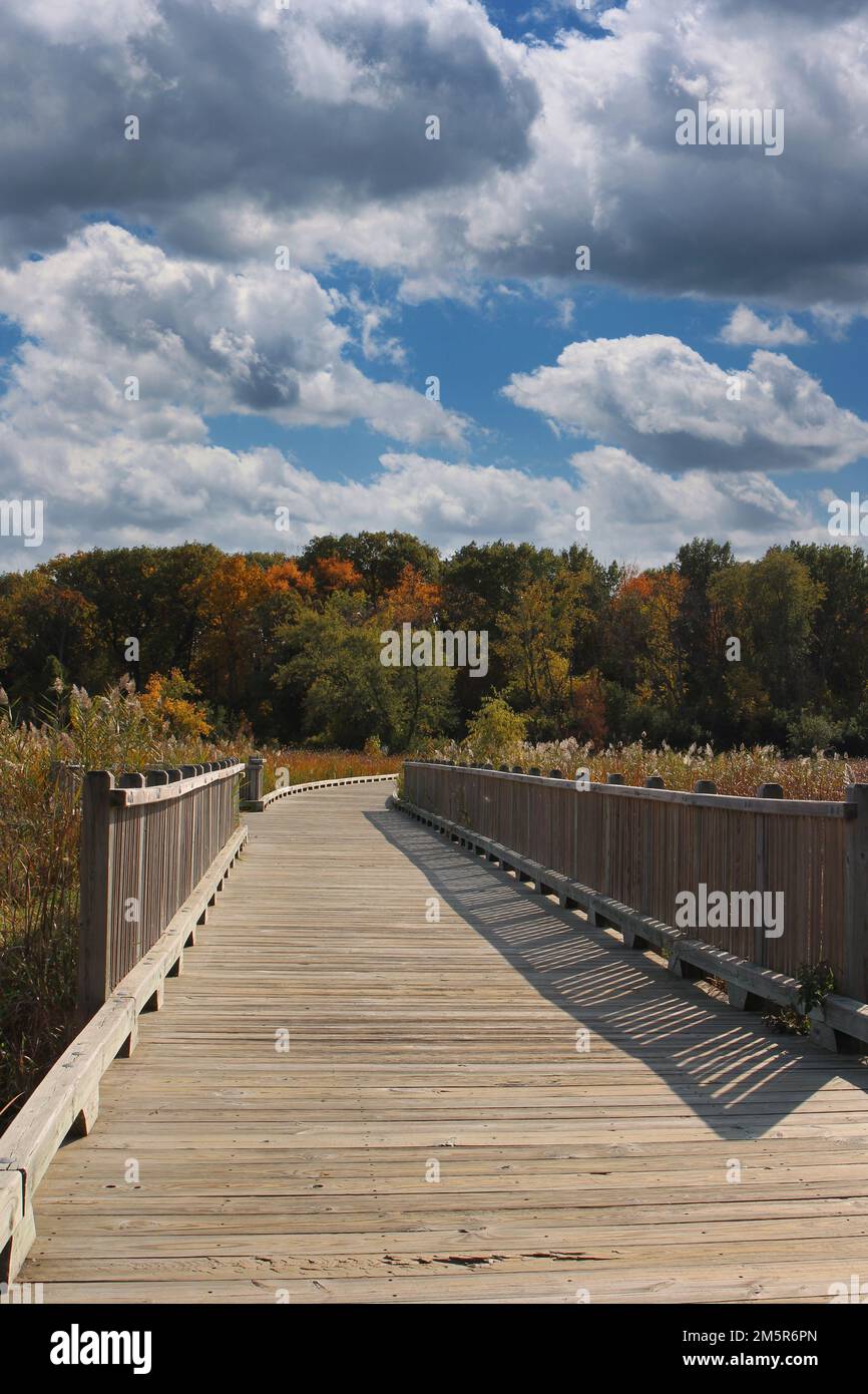 A curved, wood, walking platform through a meadow filled with cattails ...