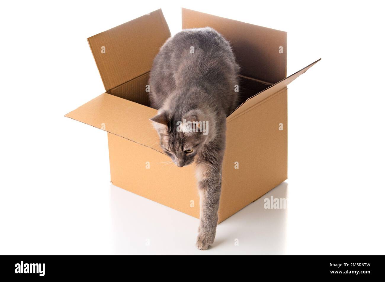 Grey cat gets out of the cardboard box Stock Photo - Alamy