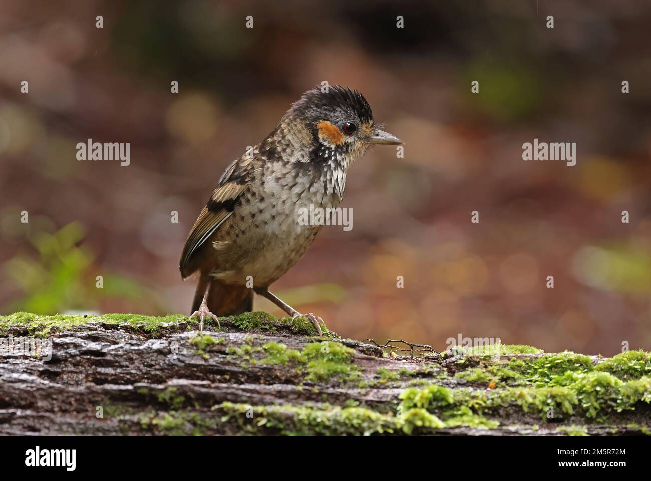 Mang cahn hi-res stock photography and images - Alamy