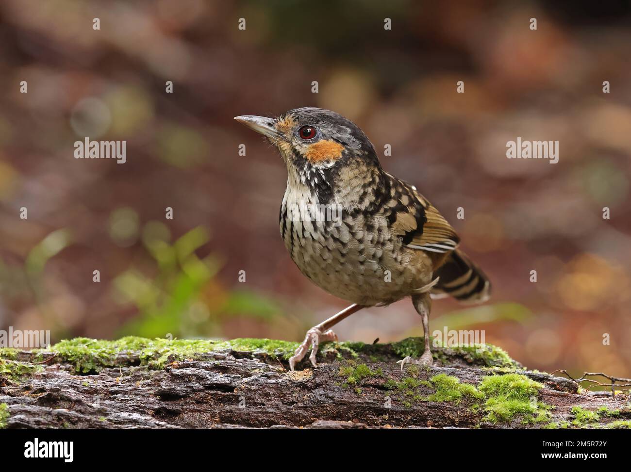 Chestnut-eared Laughingthrush (Garrulax konkakinhensis) adult perched ...