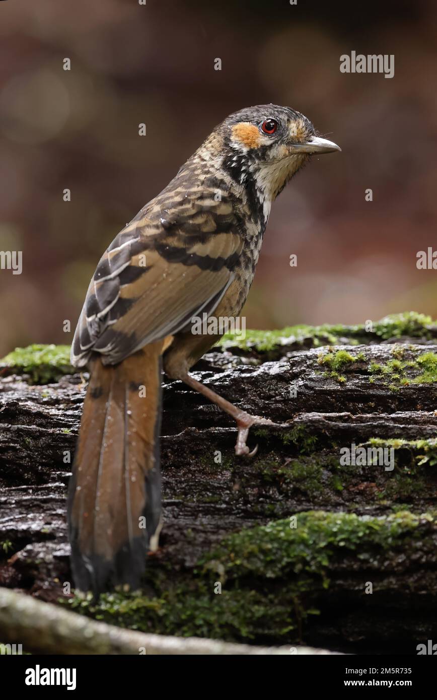 Mang cahn hi-res stock photography and images - Alamy