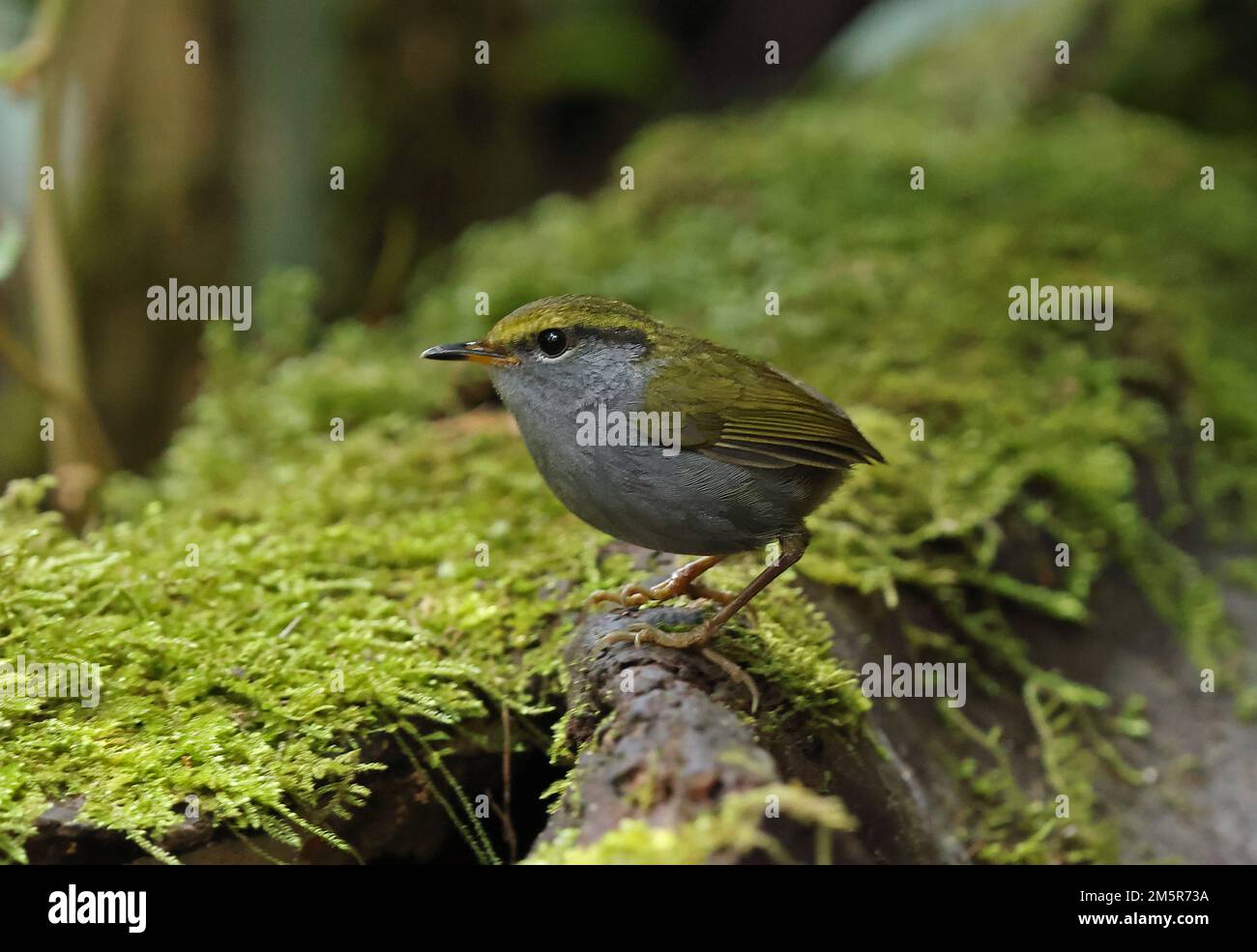 Grey-bellied Tesia (Tesia cyaniventer) adult standing on mossy trunk Da ...