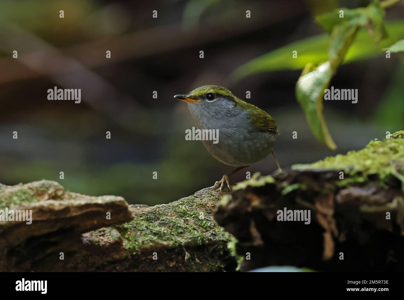Grey-bellied Tesia (Tesia cyaniventer) adult standing on mossy stump Da ...