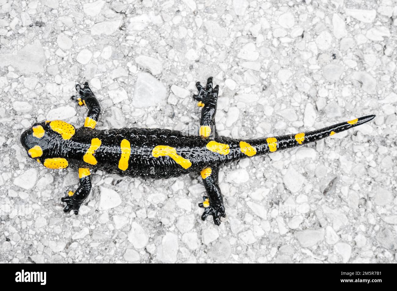 Black yellow spotted fire salamander Stock Photo - Alamy