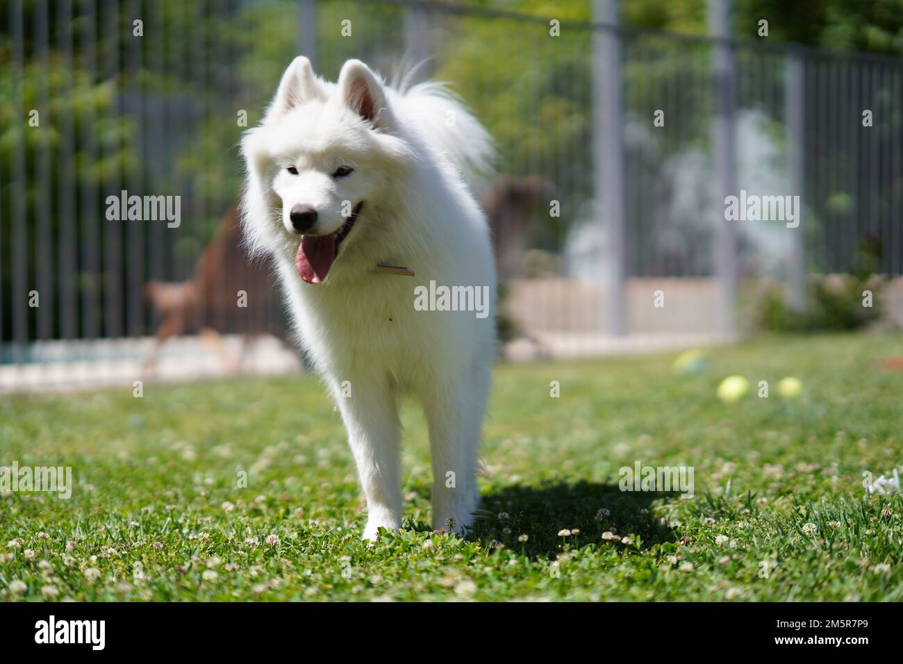 Young white dog samoyed hi-res stock photography and images - Alamy
