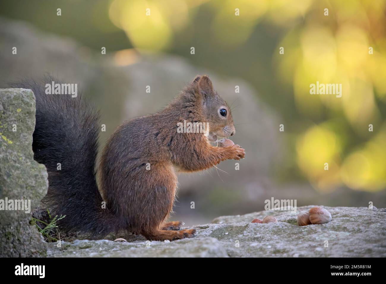 A brown squirrel perching on stone Stock Photo - Alamy