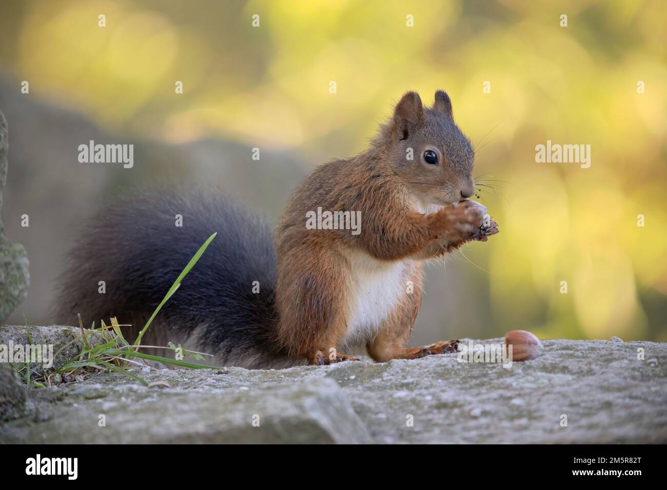A brown squirrel perching on stone Stock Photo - Alamy