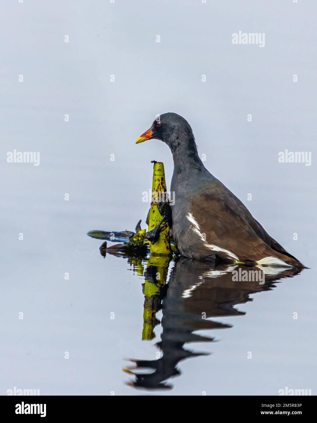 A Eurasian water hen resting in a lake Stock Photo - Alamy