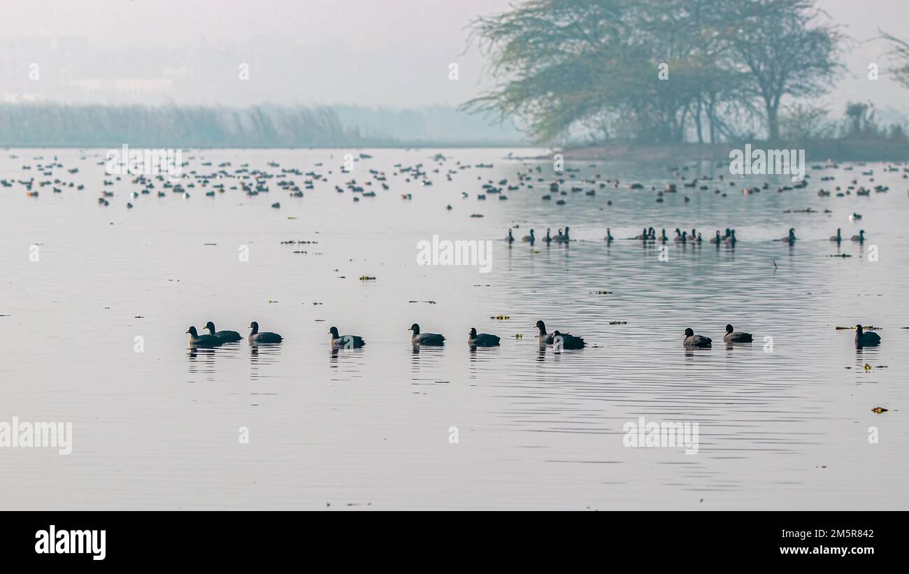 Flock coots in water hi-res stock photography and images - Alamy