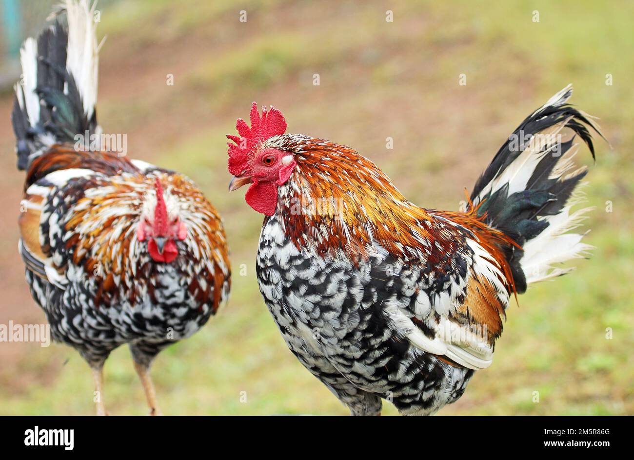 Wild Roosters - Hawaii Stock Photo - Alamy