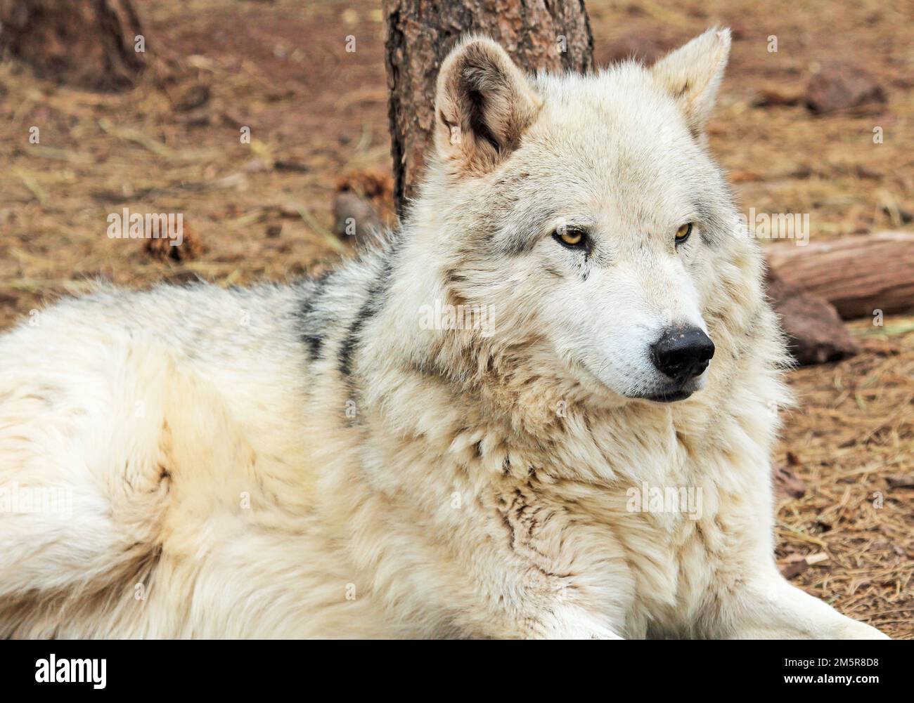 Alaskan tundra wolf Stock Photo - Alamy