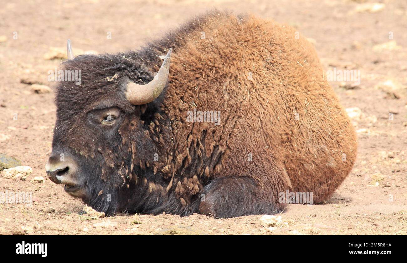 Buffalo profile hi-res stock photography and images - Alamy