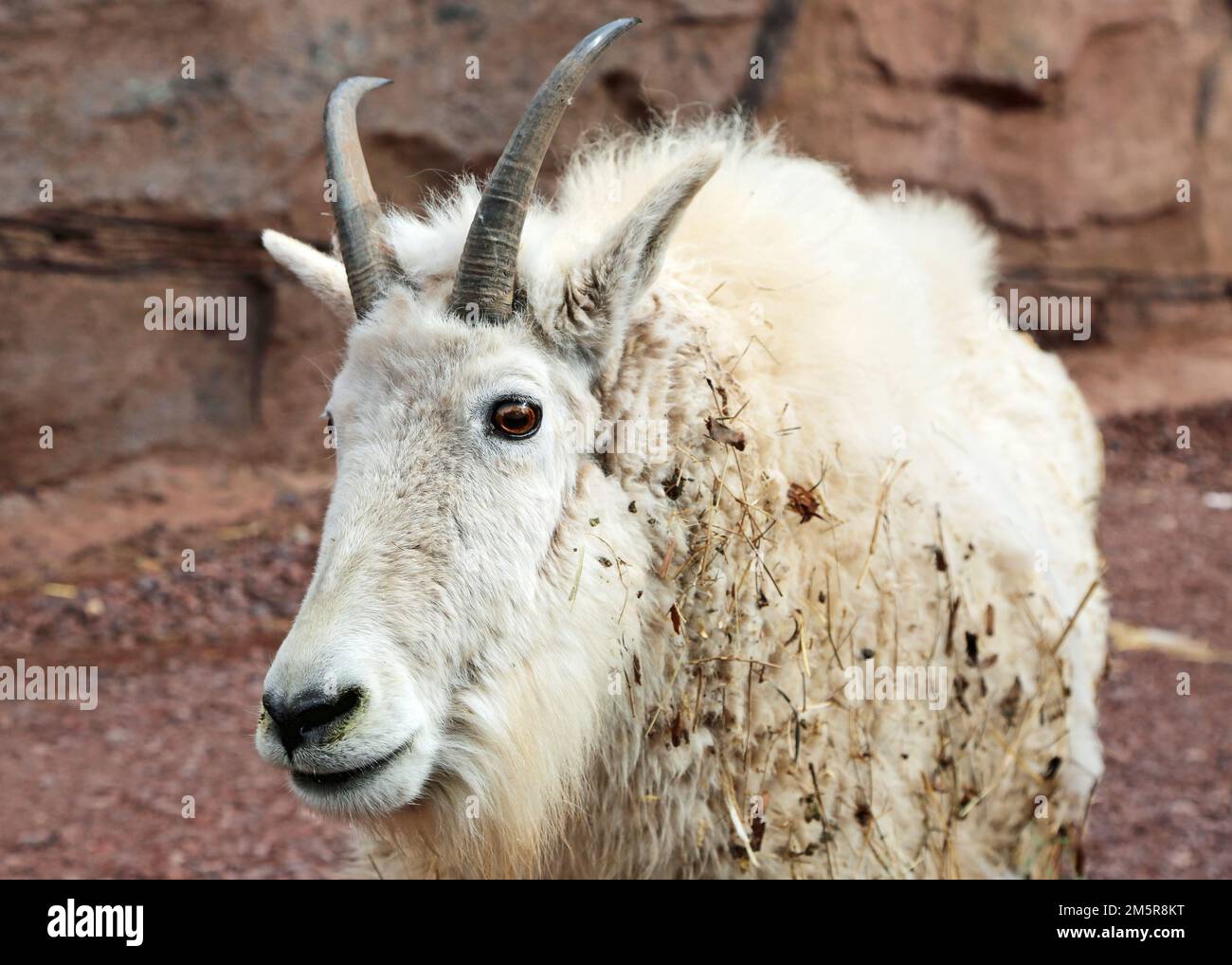 Laying goat hi-res stock photography and images - Alamy