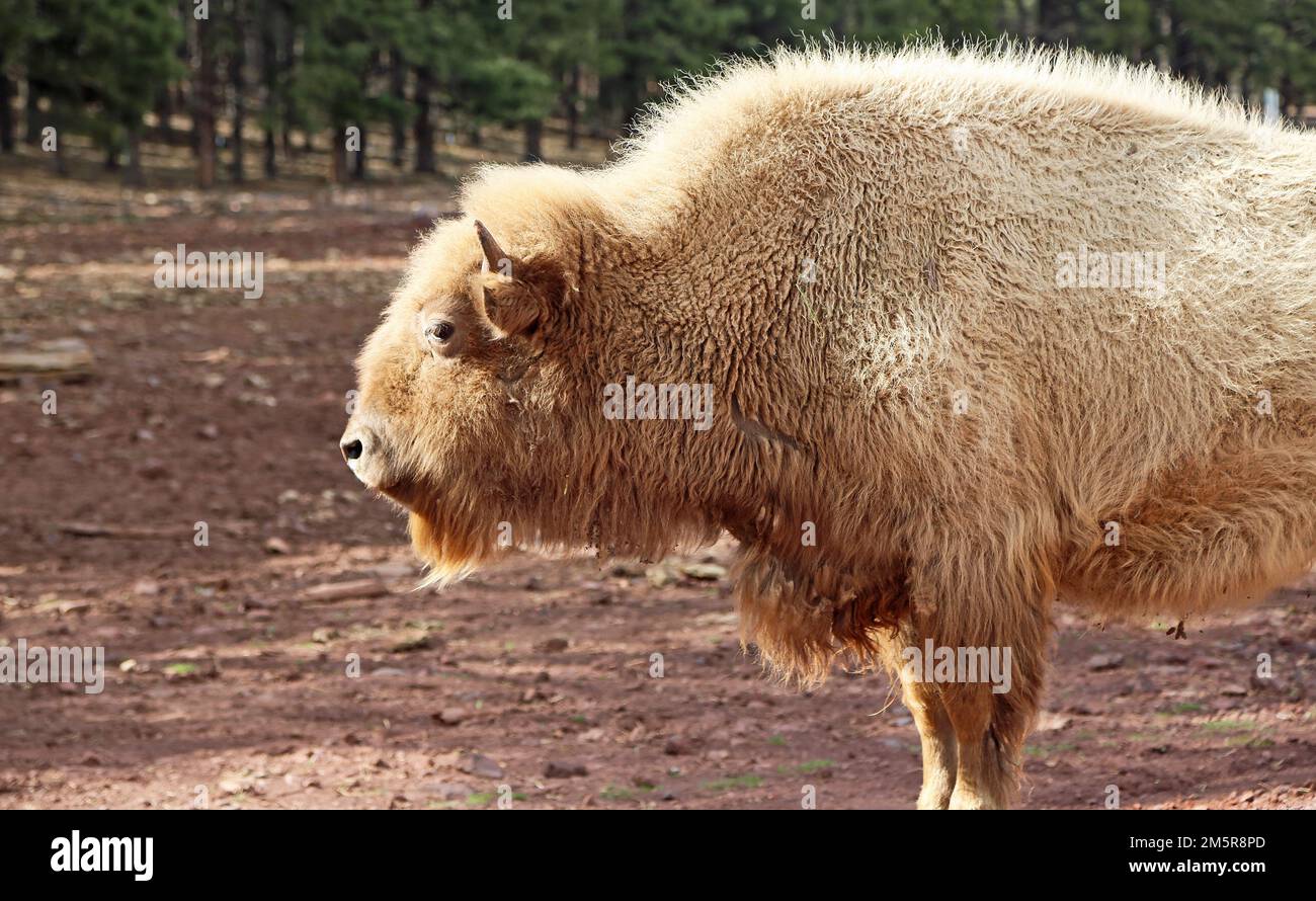 Buffalo profile hi-res stock photography and images - Alamy