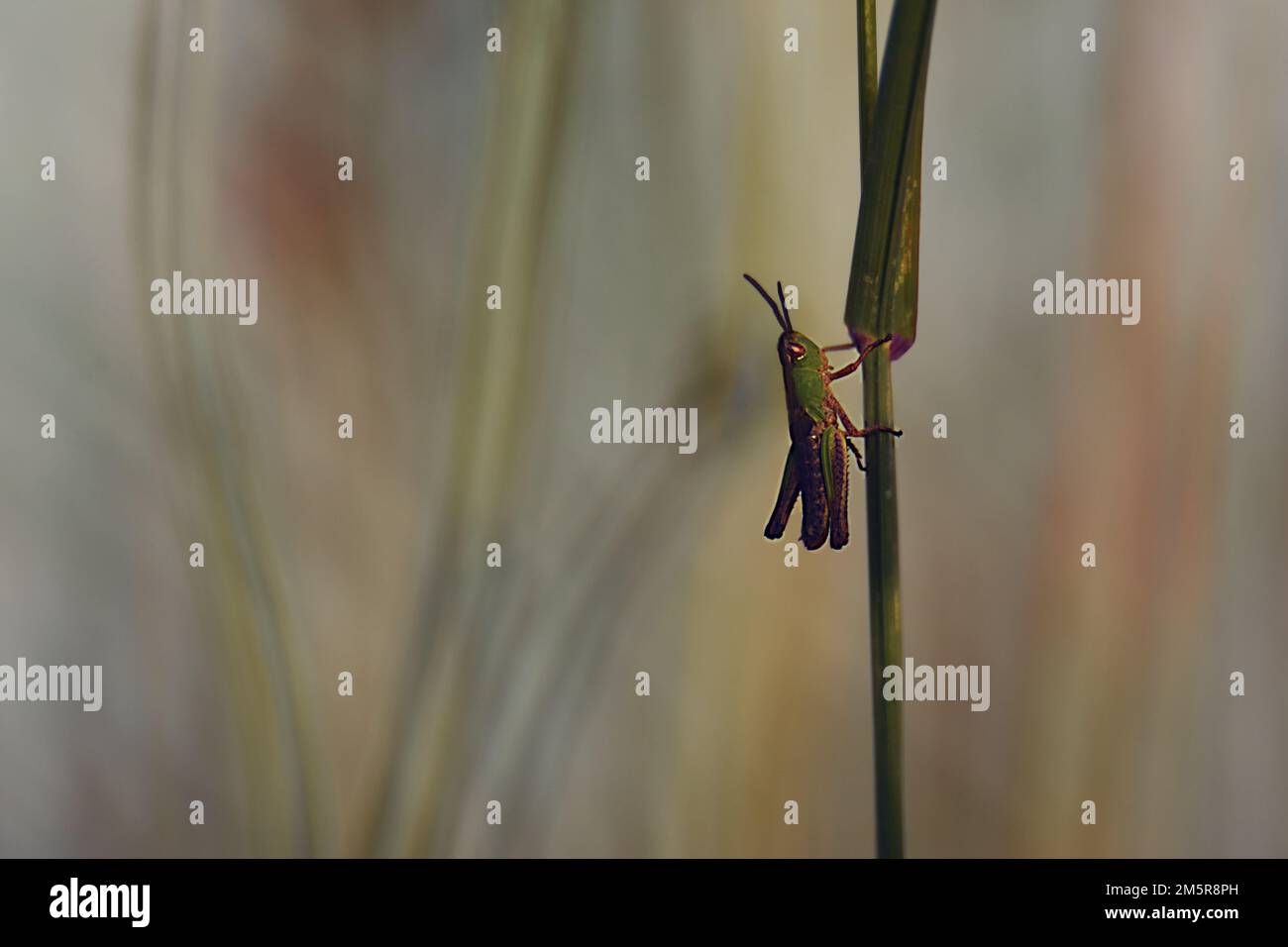 A selective focus of a grasshopper on a plant Stock Photo - Alamy