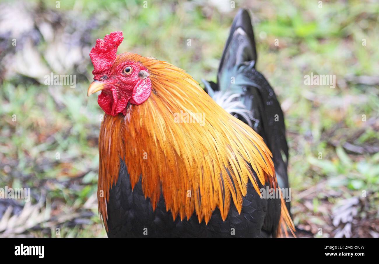 Black rooster hi-res stock photography and images - Alamy