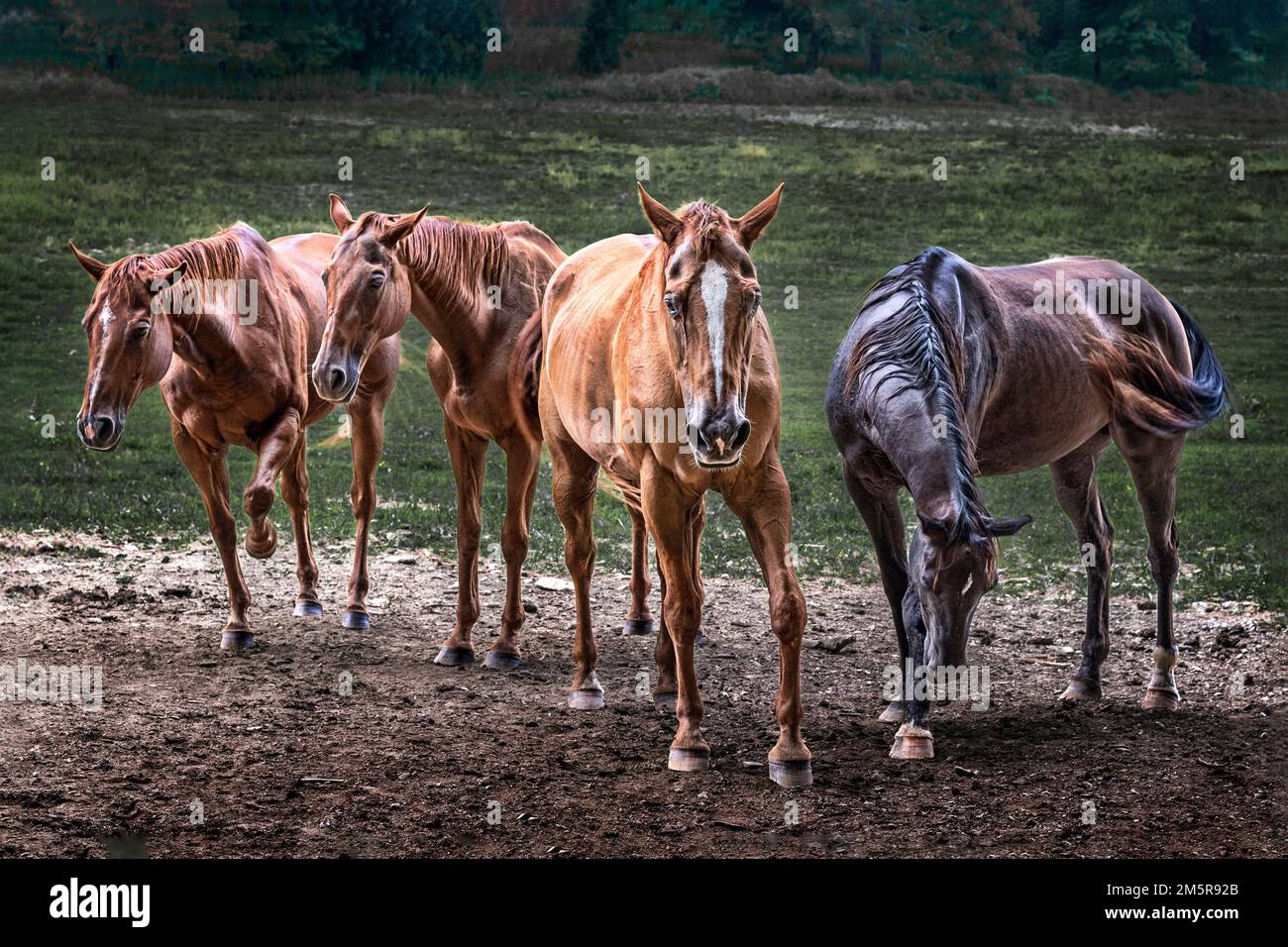 Four underfed horses show their ribs Stock Photo - Alamy