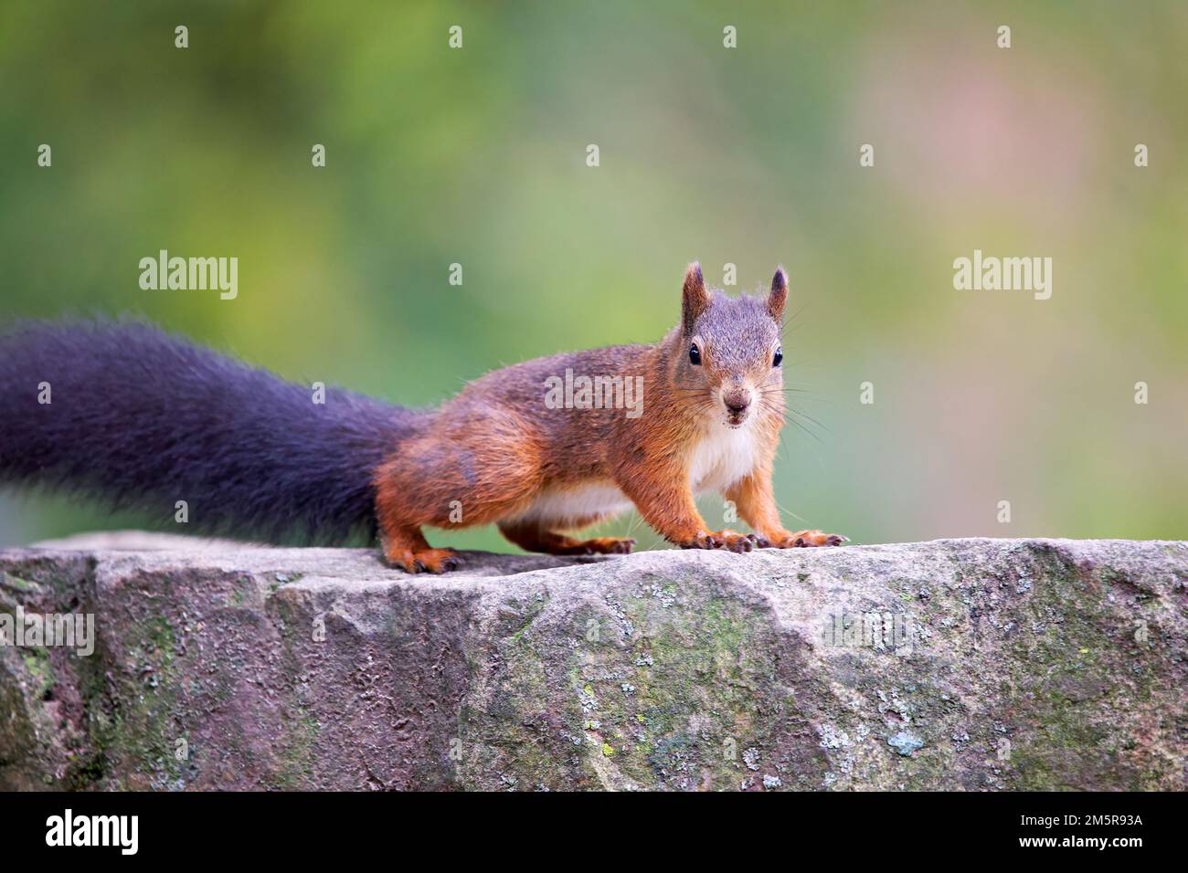 A closeup shot of a Red squirrel on a rock in a forest with green ...