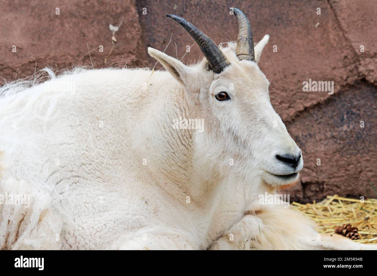 Mountain goat in new winter coat Stock Photo - Alamy
