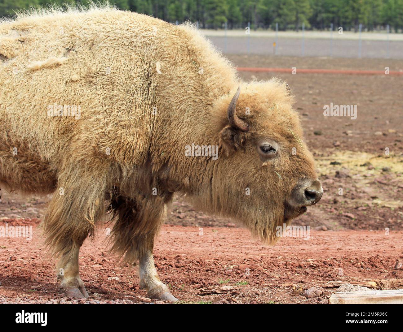 Buffalo park arizona hi-res stock photography and images - Alamy