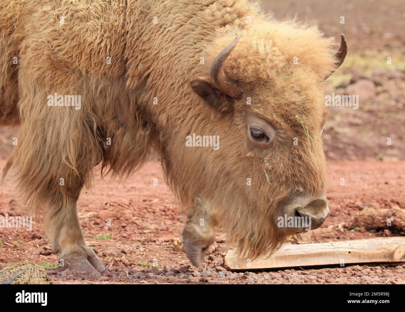 Close up profile buffalo hi-res stock photography and images - Alamy