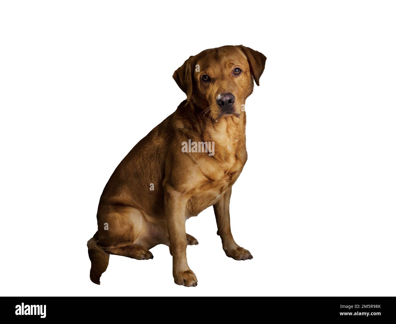 golden labrador sitting on a transparent background Stock Photo - Alamy