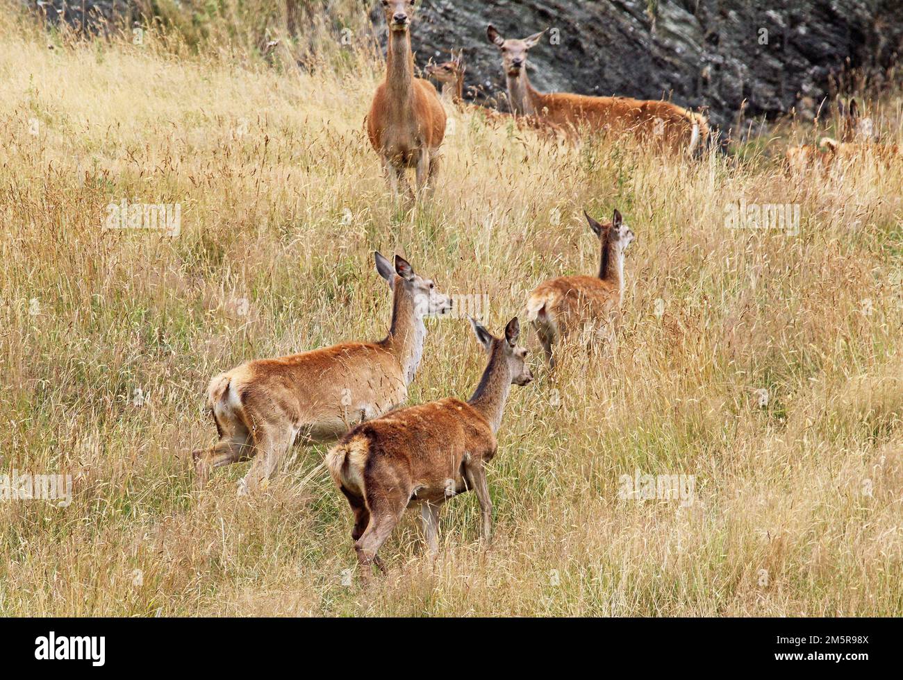 Scenic view red deer hi-res stock photography and images - Alamy