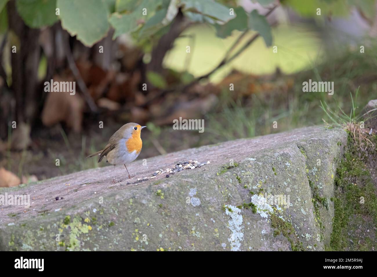 Robin redbreast on stone hi-res stock photography and images - Alamy