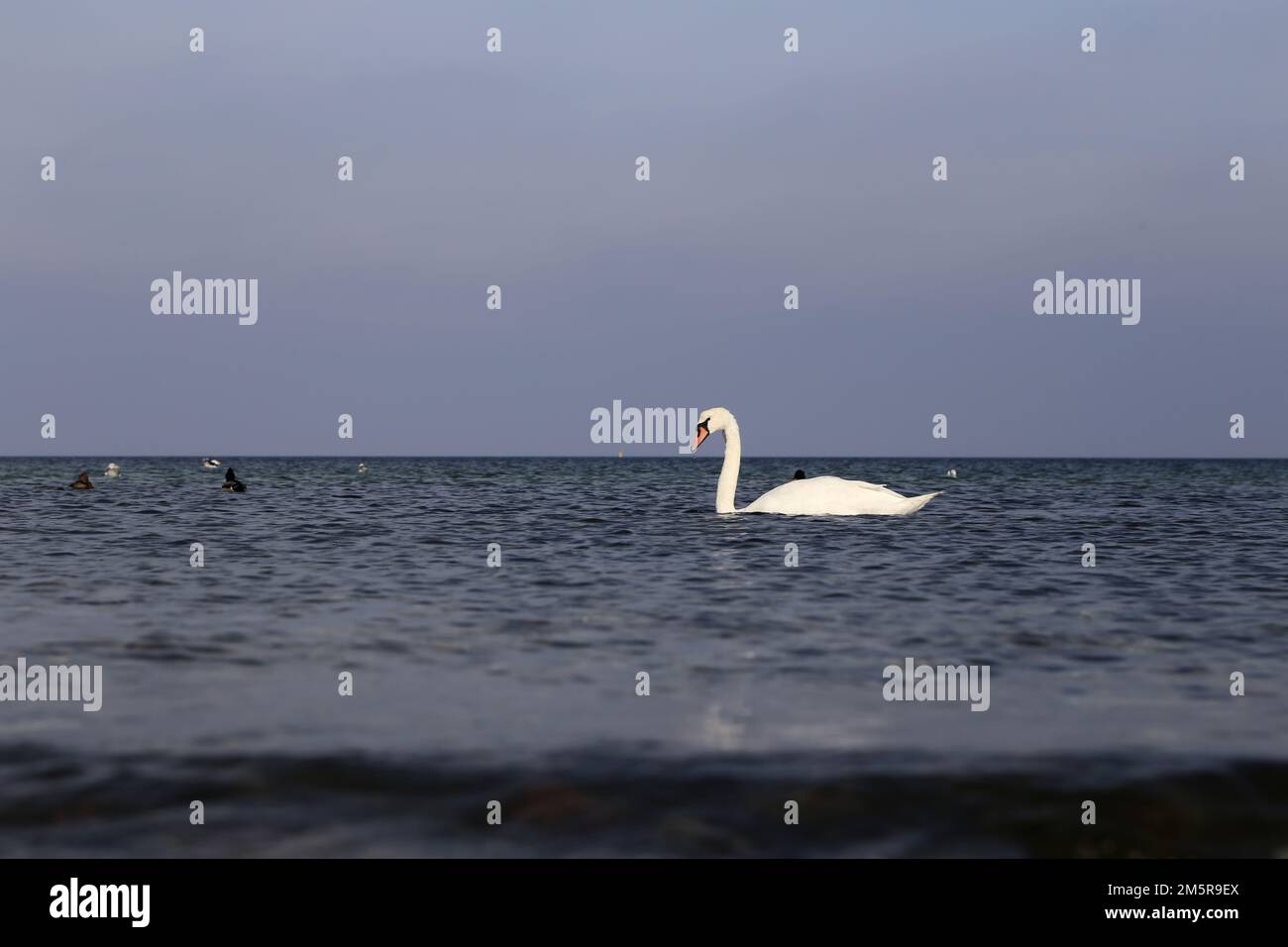 a swan swimming at the baltic sea Stock Photo - Alamy