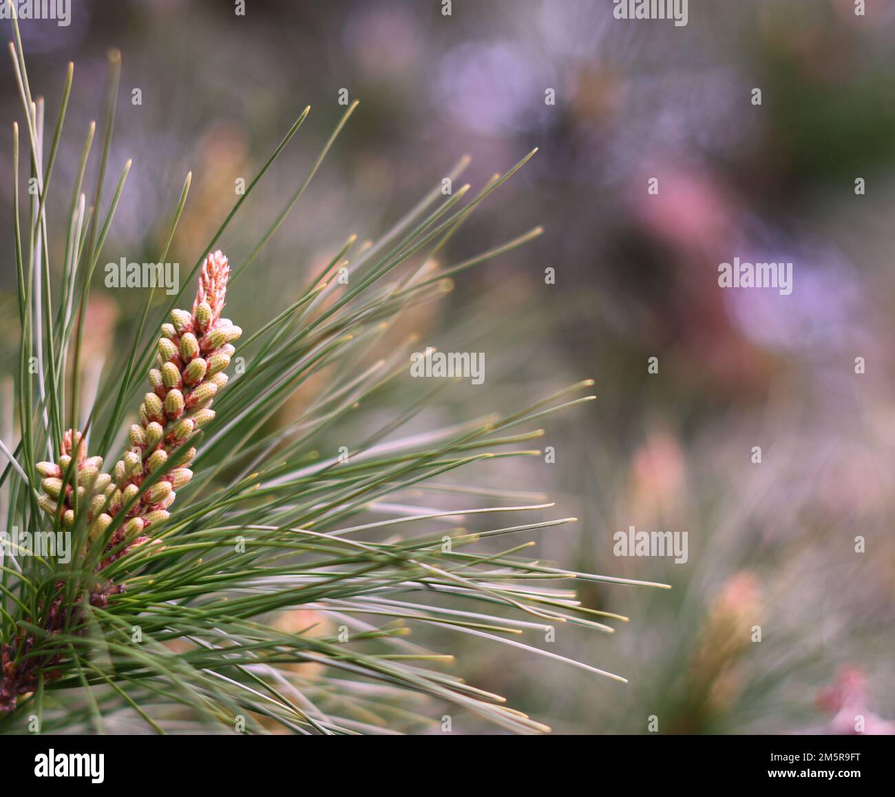 A selective focus of cone buds Stock Photo - Alamy