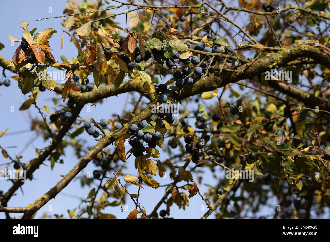closed up of a tree at autumn Stock Photo - Alamy