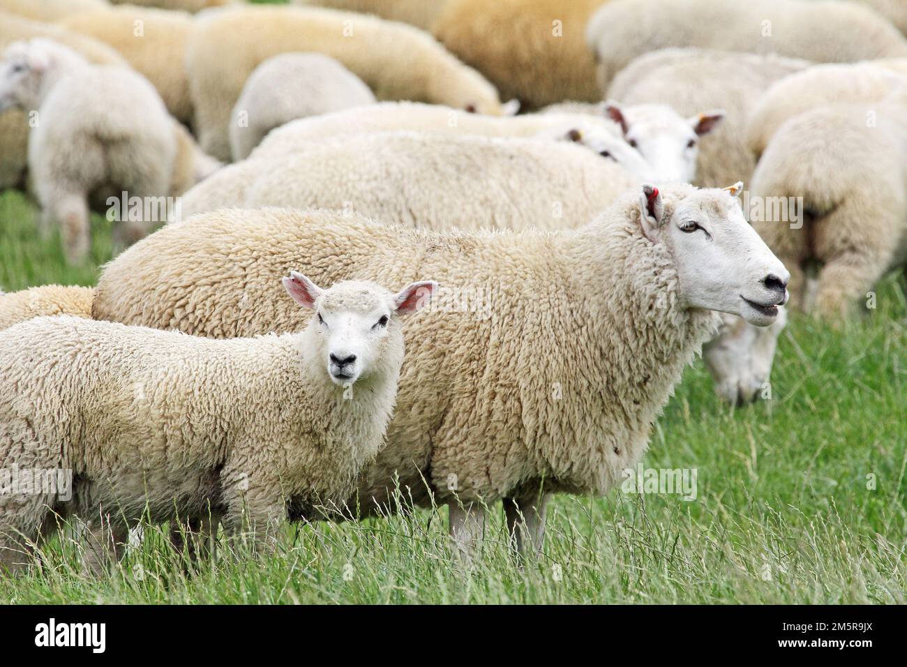 New zealand lamb hi-res stock photography and images - Alamy